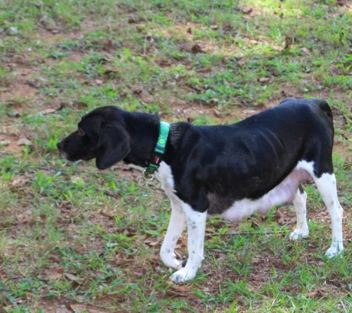 MOMMA DOG - ABC Columbia