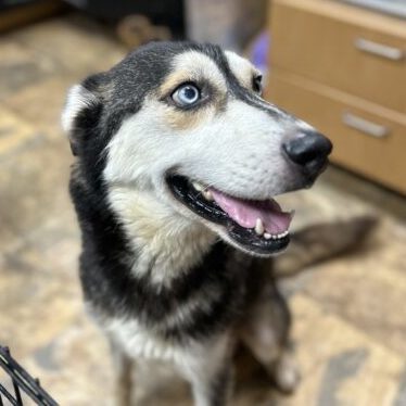 PRINCESS JELLO SHOTS - ABC Columbia