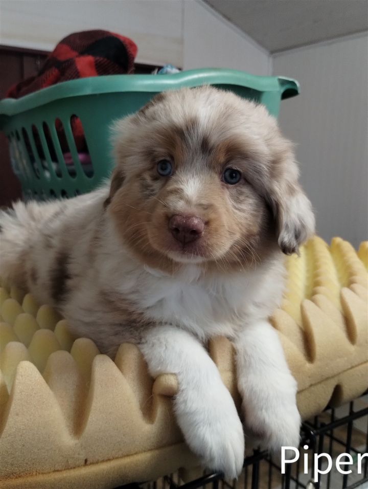 PIPER - ABC Columbia