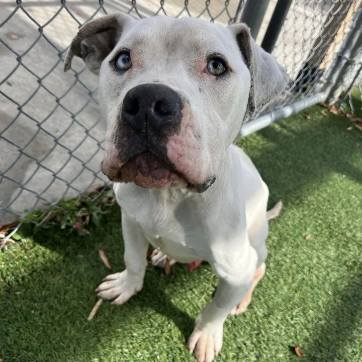 WILLBERT - ABC Columbia