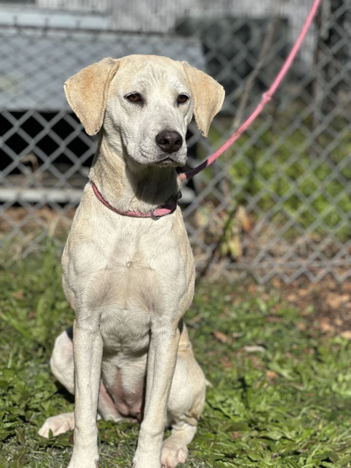 LIGHTNINGPEARL - ABC Columbia