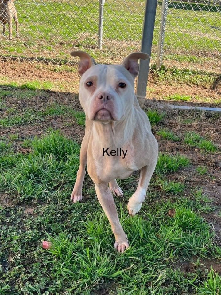 KELLY - ABC Columbia