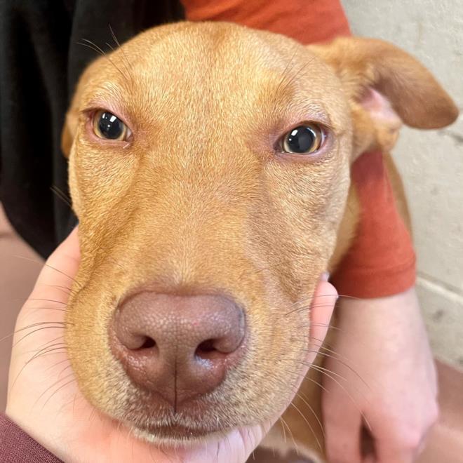 GILBERT - ABC Columbia