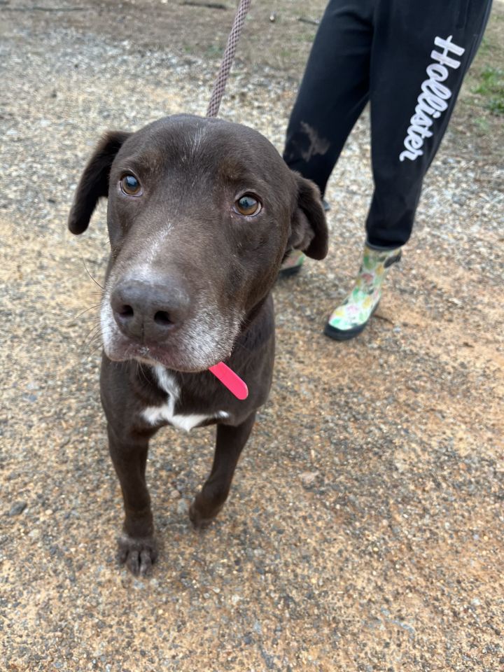 MOSES - ABC Columbia