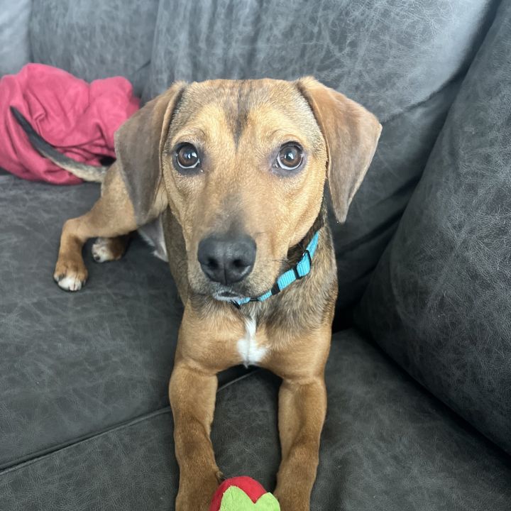 NIBBLET - ABC Columbia