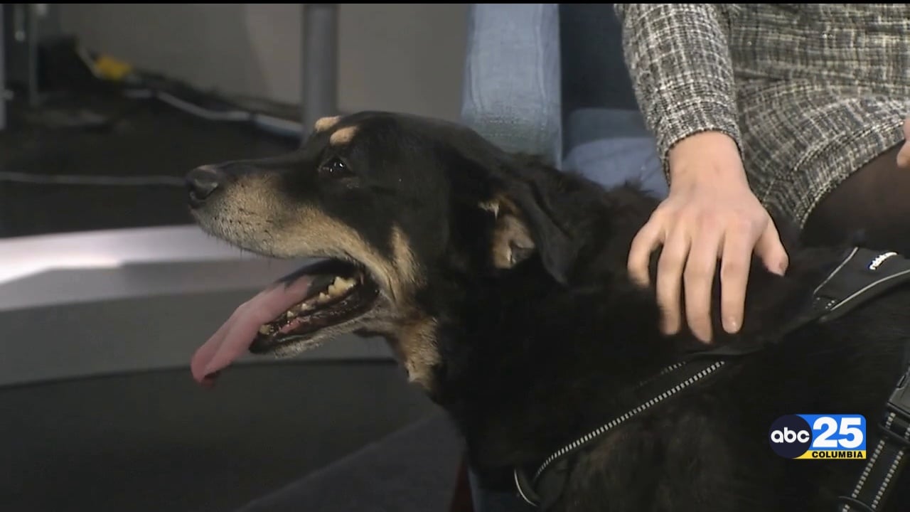 Pet of the Week: Ace! - ABC Columbia