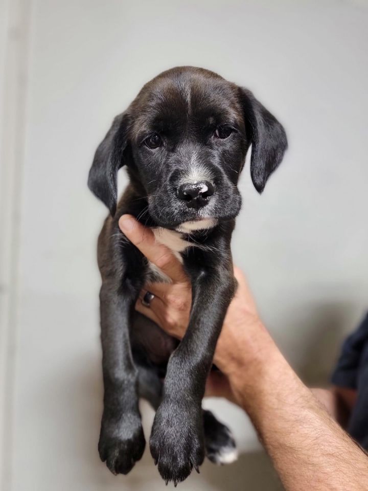 JAYDEN - ABC Columbia