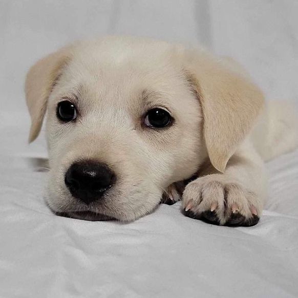 AIDEN - ABC Columbia