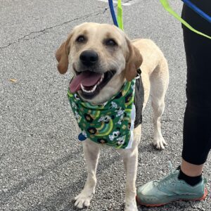 CHARLIE MAE - ABC Columbia