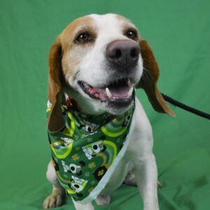 PILOT PETE - ABC Columbia