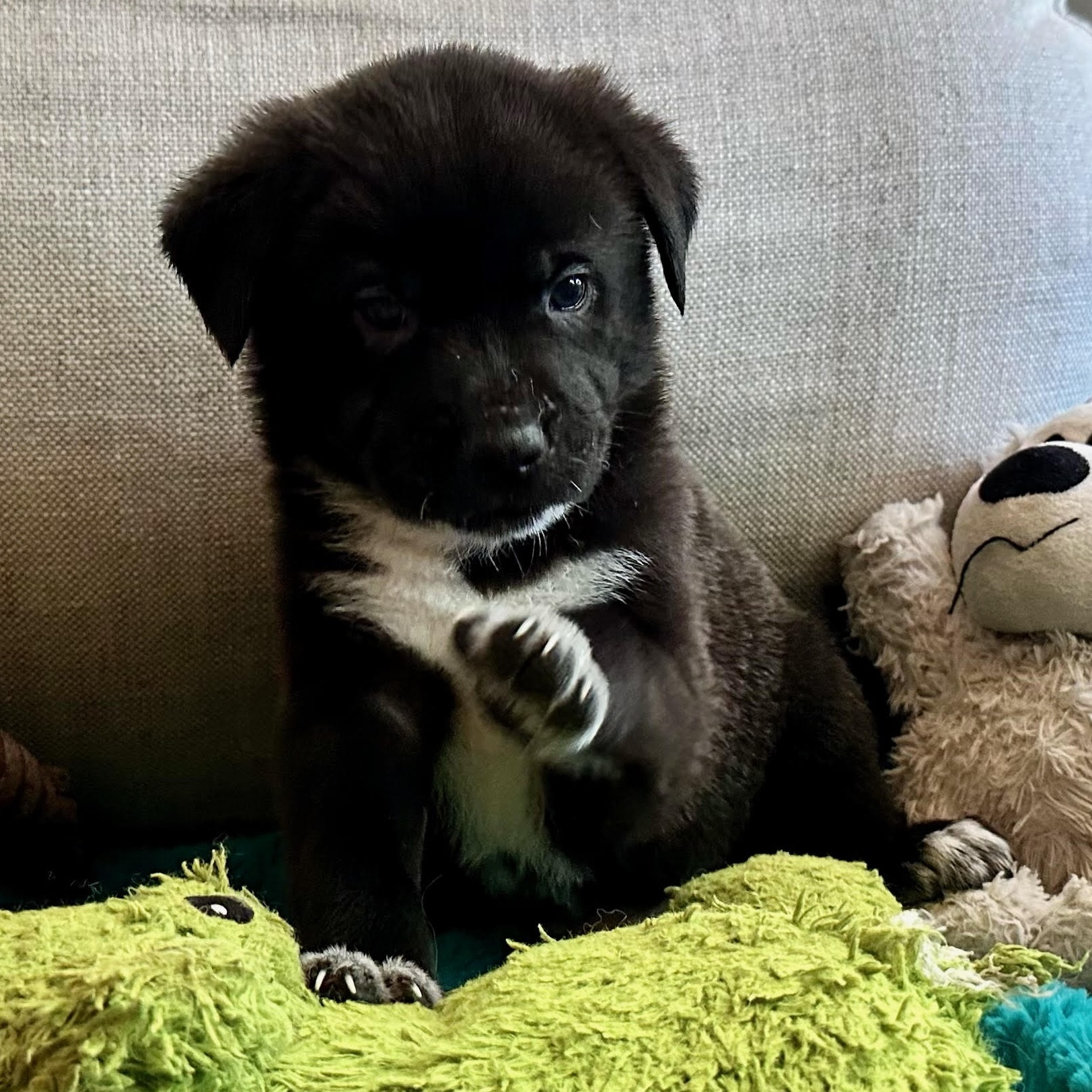 MAXWELL - ABC Columbia