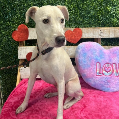 KELINA - ABC Columbia