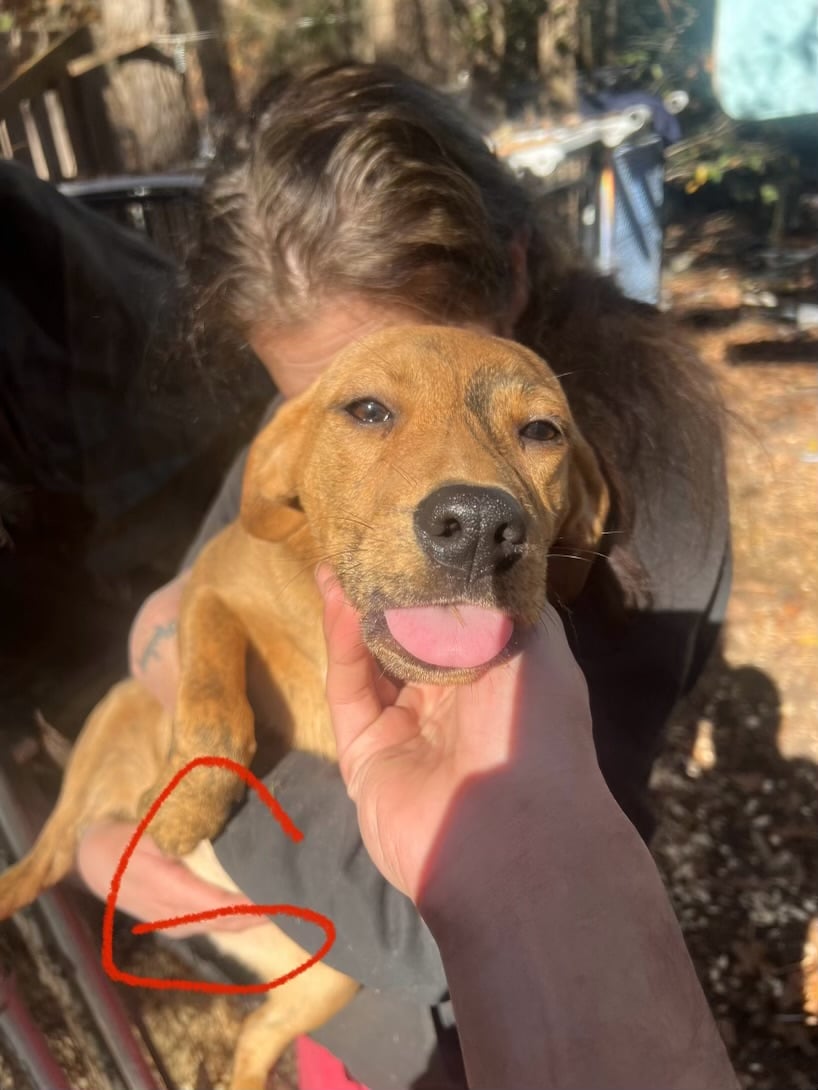 OLIVE - ABC Columbia