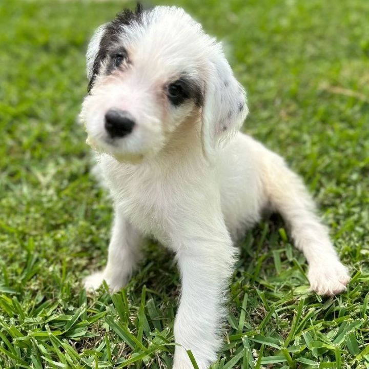 MURPHY - ABC Columbia