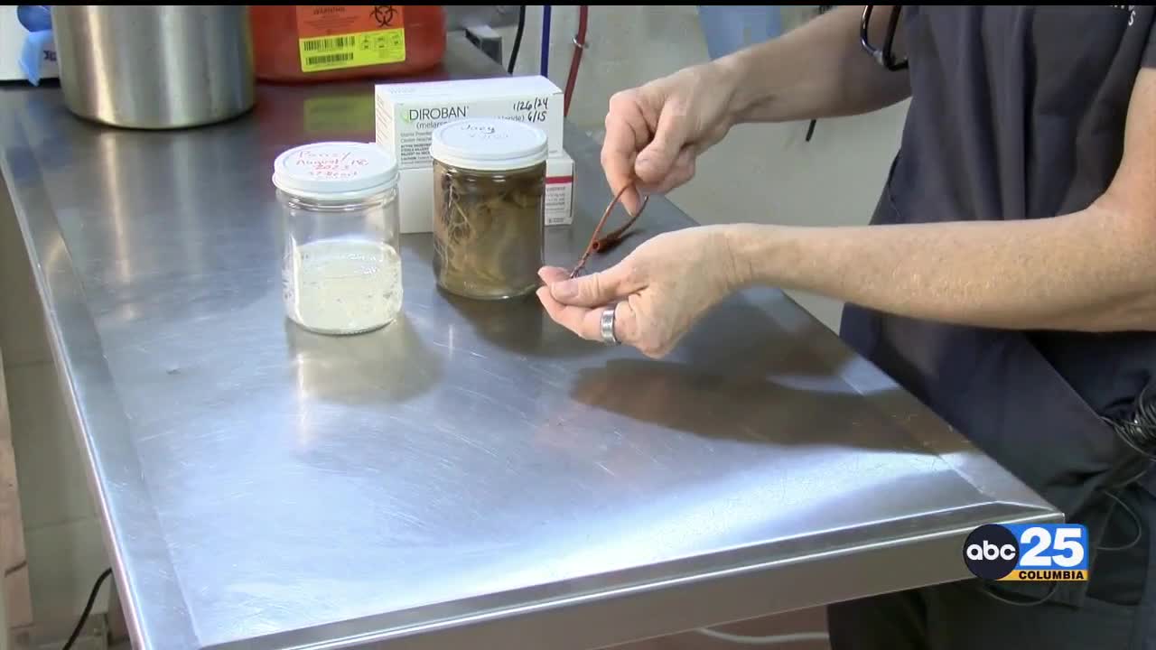 Columbia Animal Shelter spreading awareness during National Heartworm ...