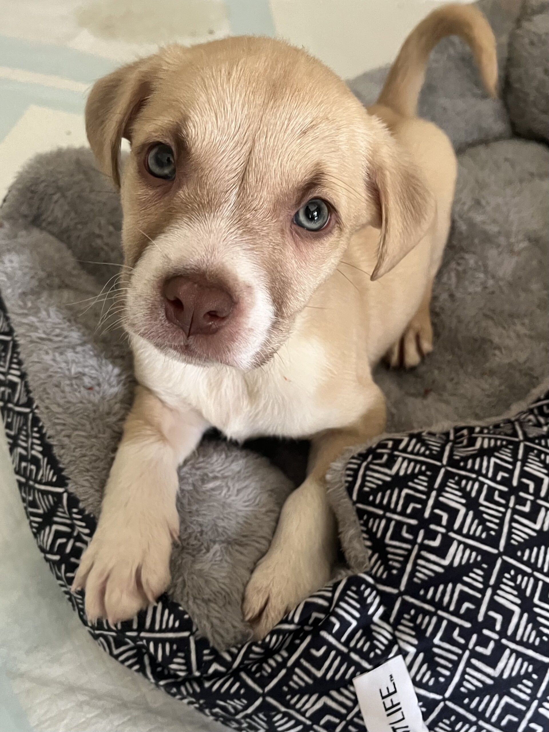 WALDO - ABC Columbia