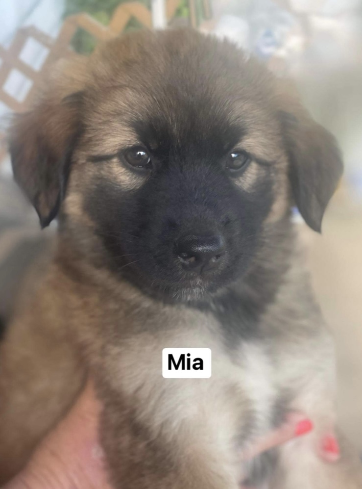 MIA - ABC Columbia