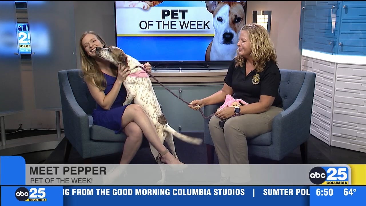 Pet of the Week: Pepper - ABC Columbia
