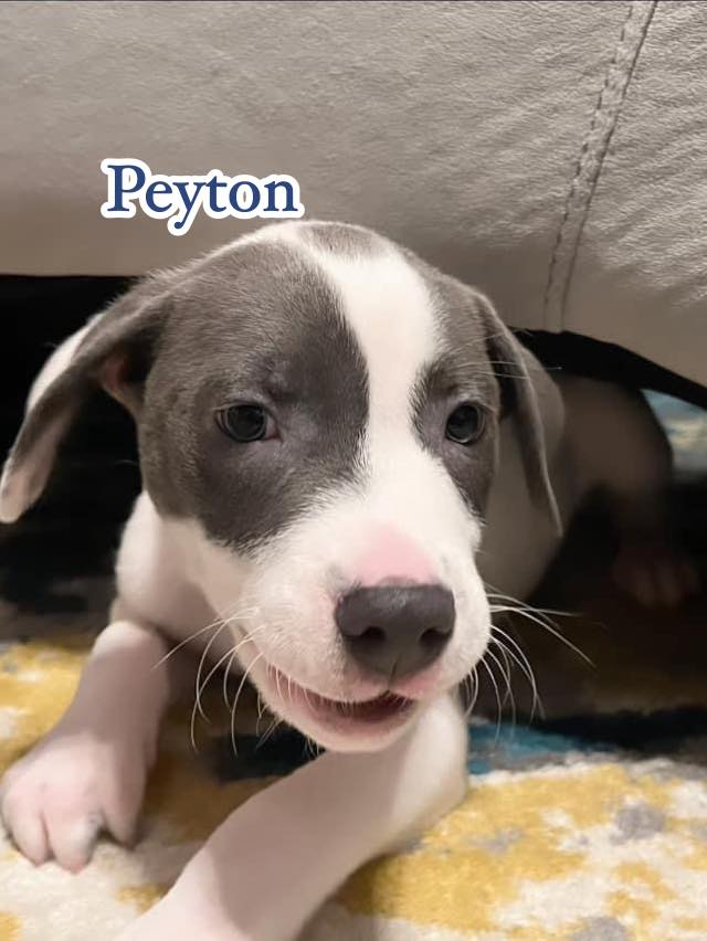 PEYTON M - ABC Columbia