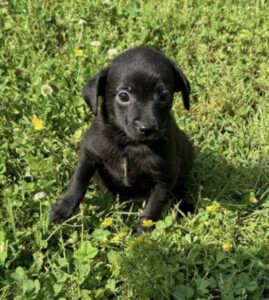 COLLETTE - ABC Columbia