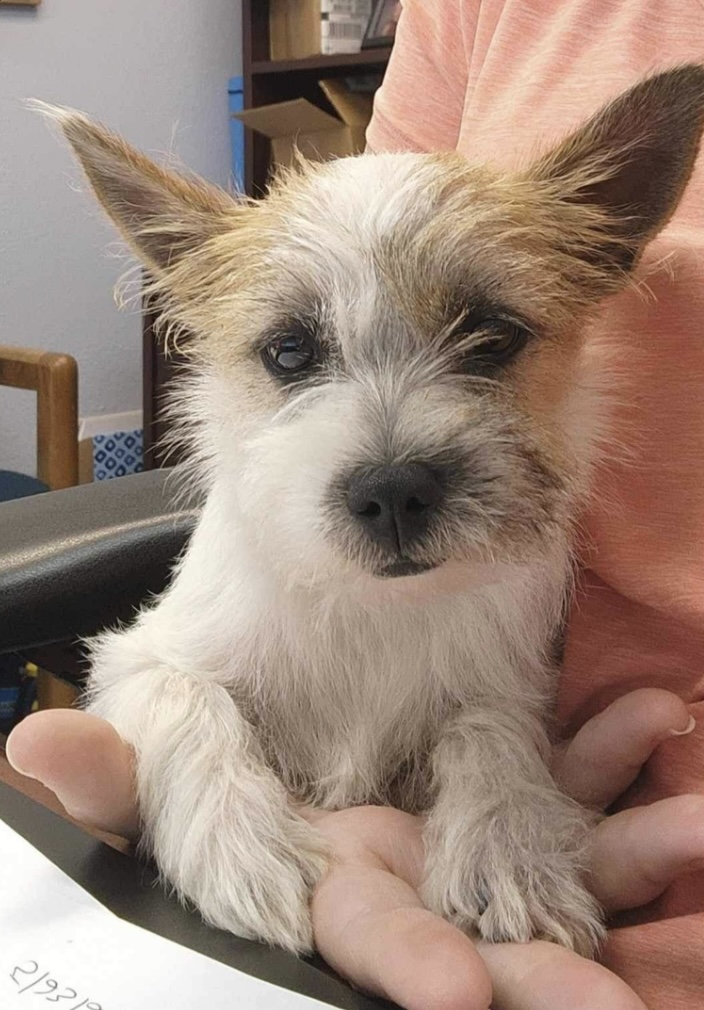 BITZY - ABC Columbia