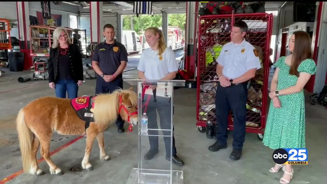 5-year-old therapy horse becomes newest member of Cayce Fire Department ...