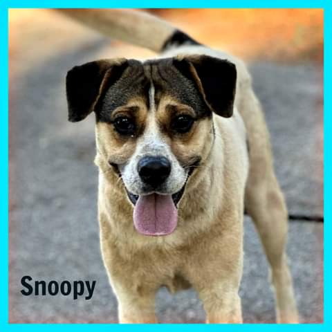 SNOOPY - ABC Columbia