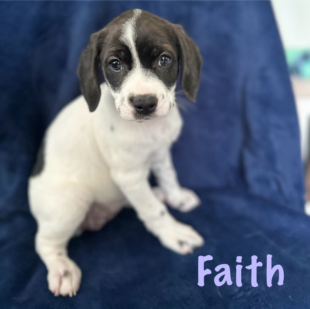 FAITH - ABC Columbia