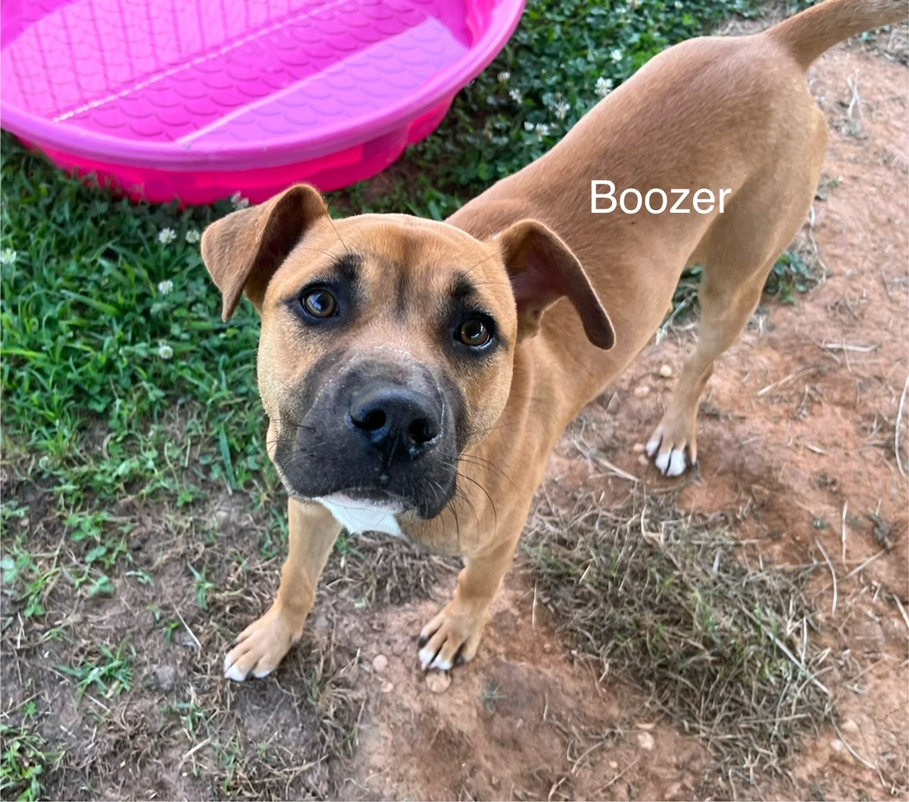 BOOZER - ABC Columbia