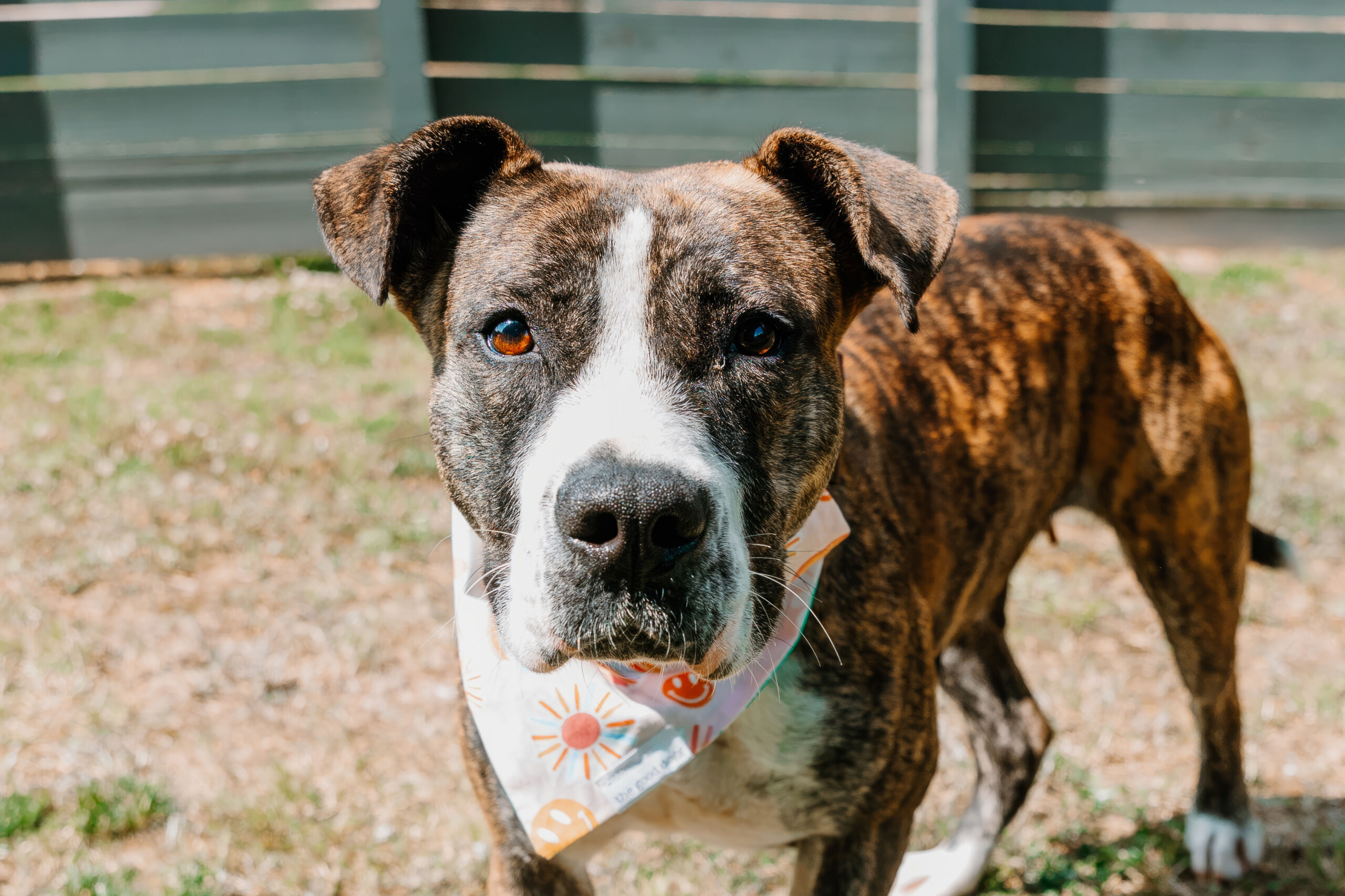 CAMERON - ABC Columbia