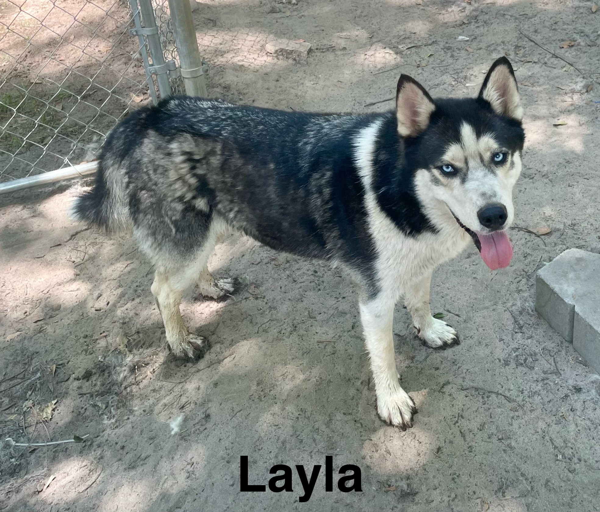 LAYLA - ABC Columbia