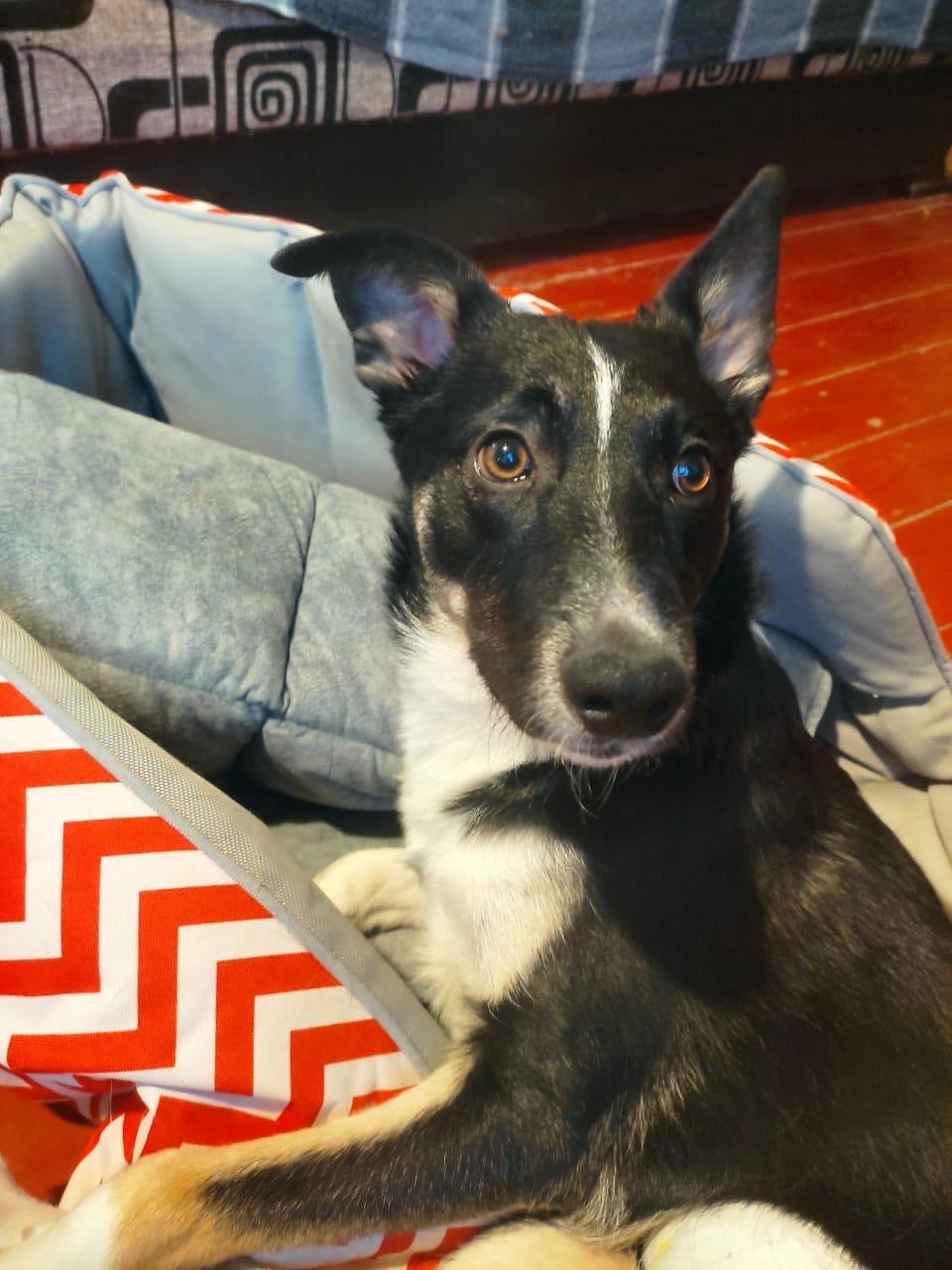 CASPER - ABC Columbia