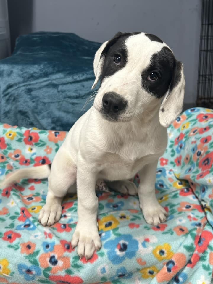 SNOOPY - ABC Columbia