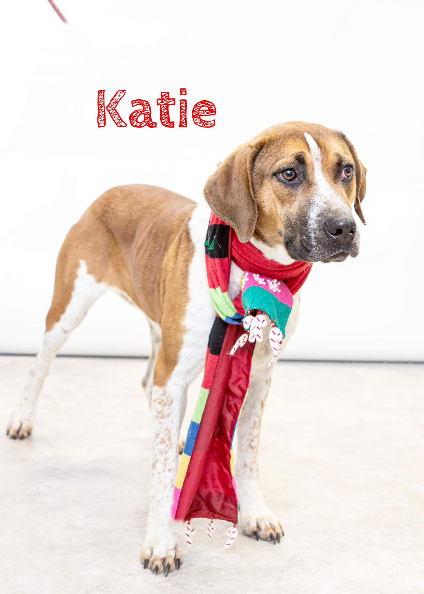 KATIE - ABC Columbia