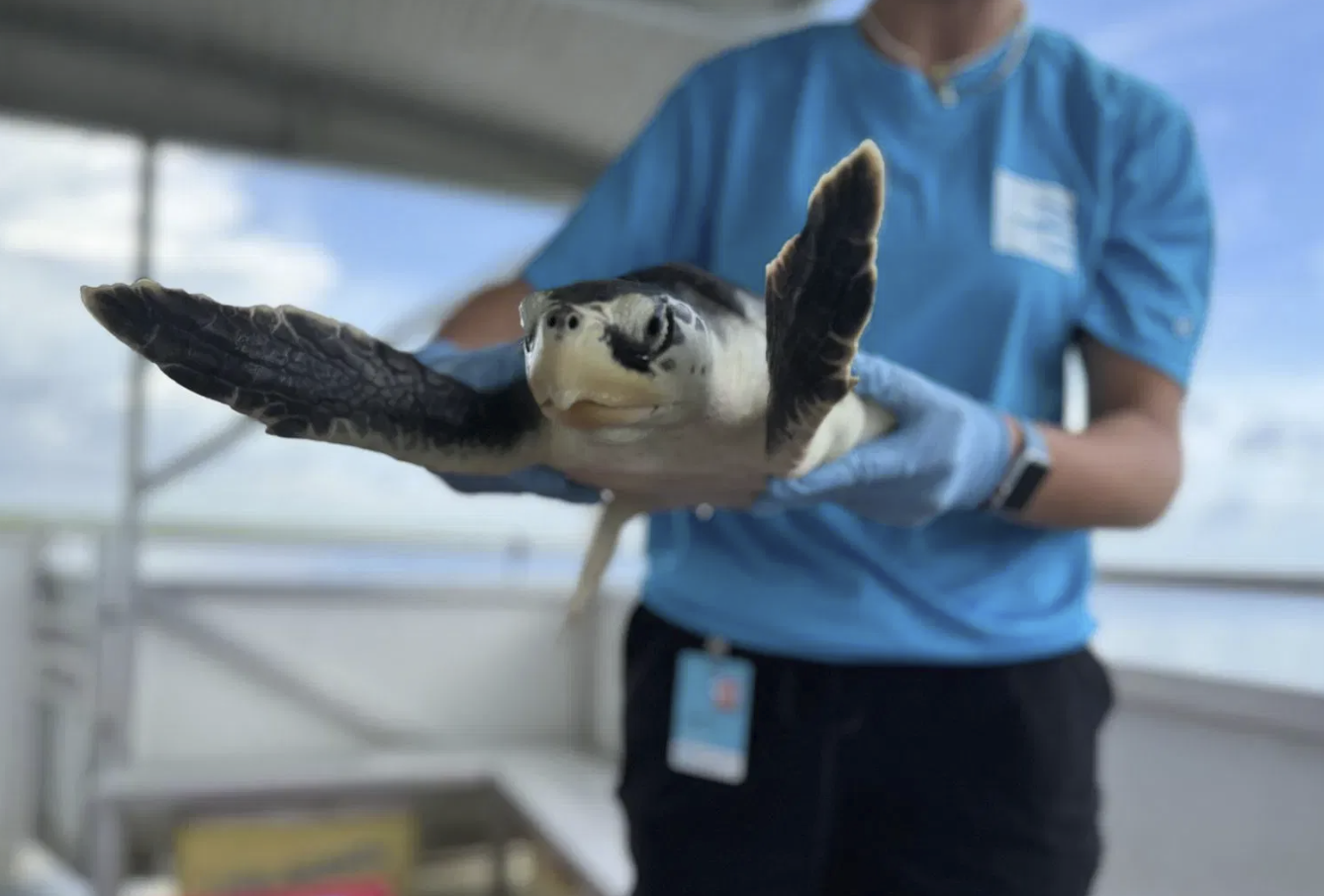 South Carolina Aquarium releases three rehabilitated turtles back into ...
