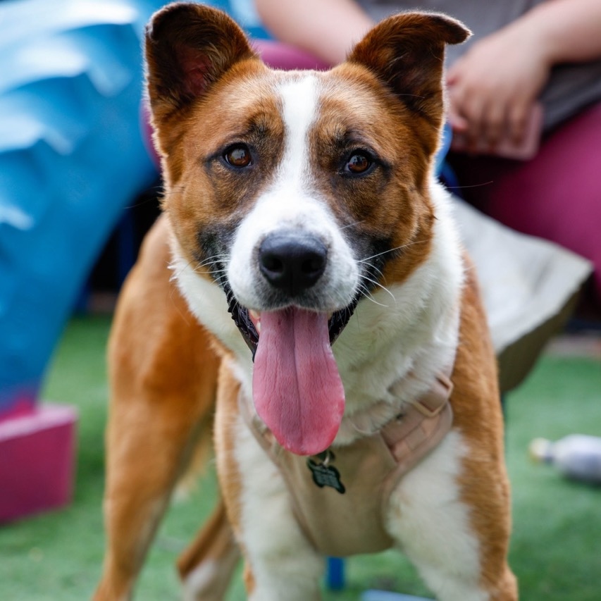 MADDOX - ABC Columbia