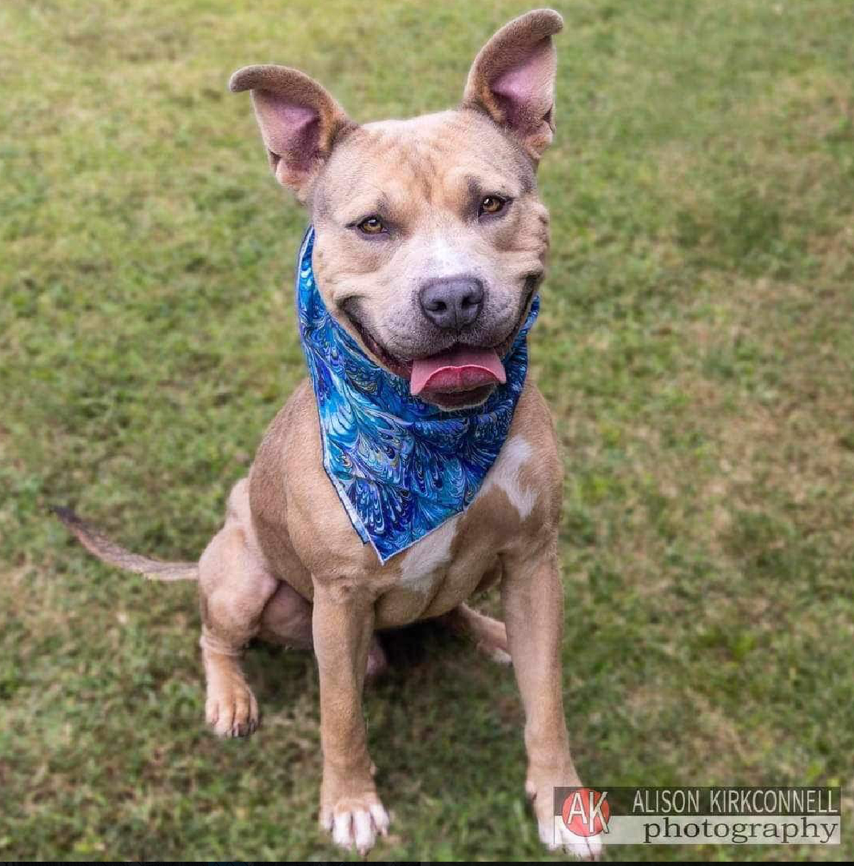 TOWSER - ABC Columbia