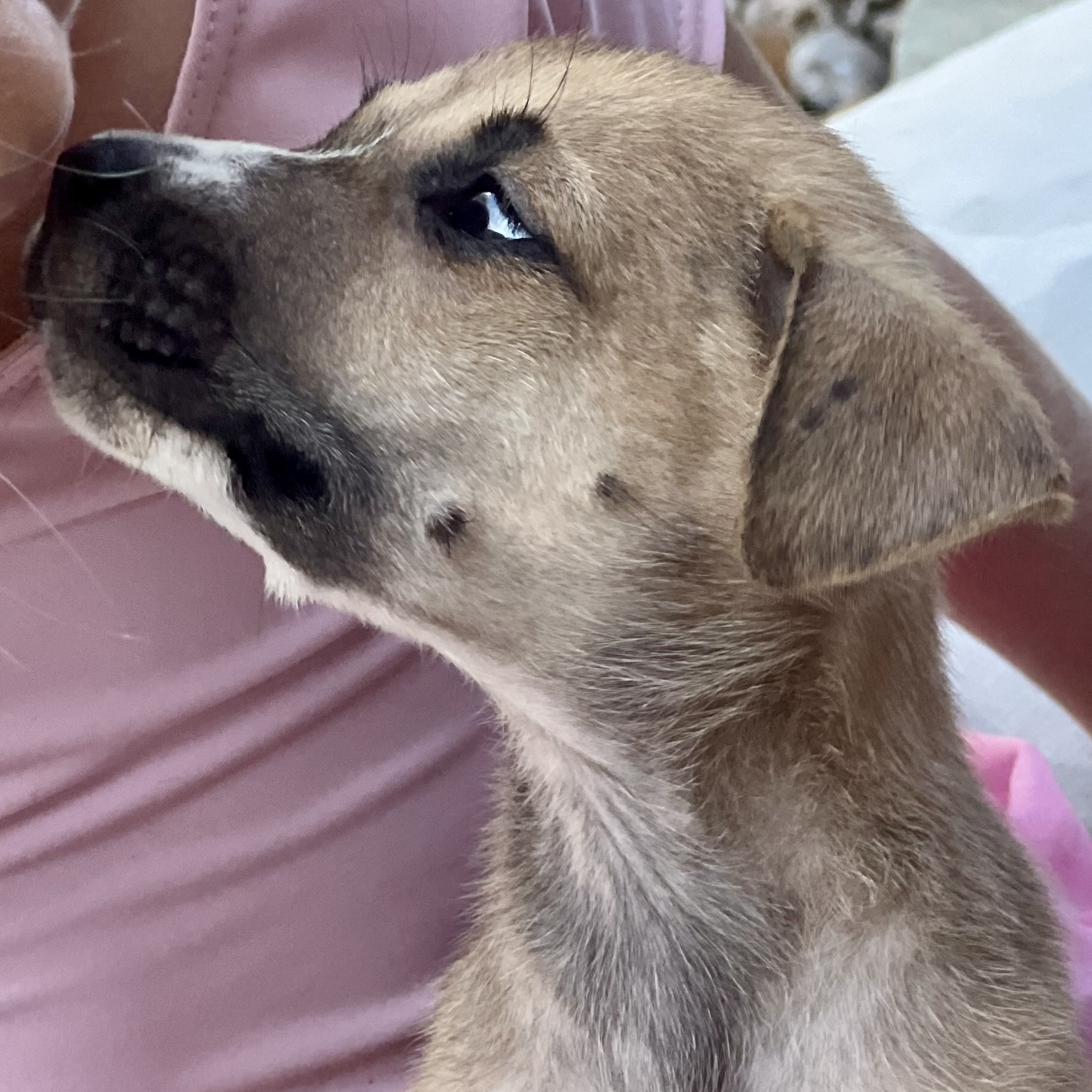 MELISSA - ABC Columbia