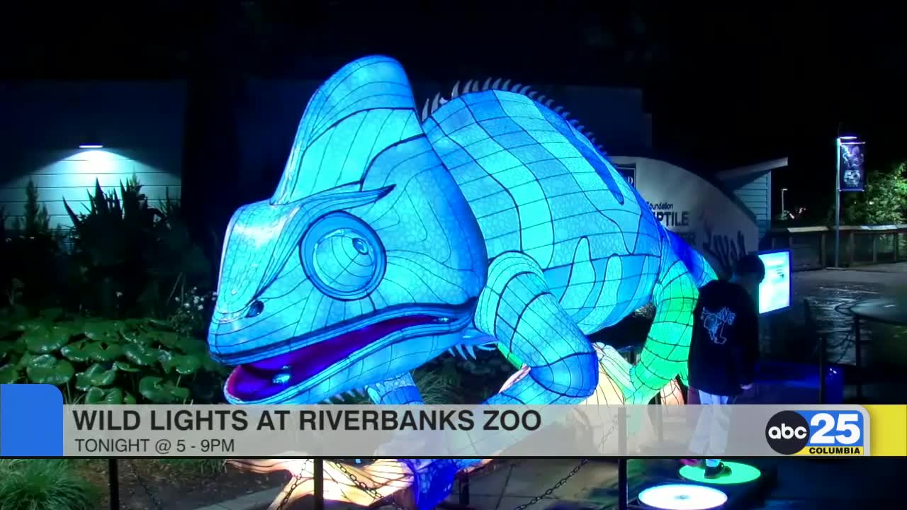 WILD LIGHTS - ABC Columbia