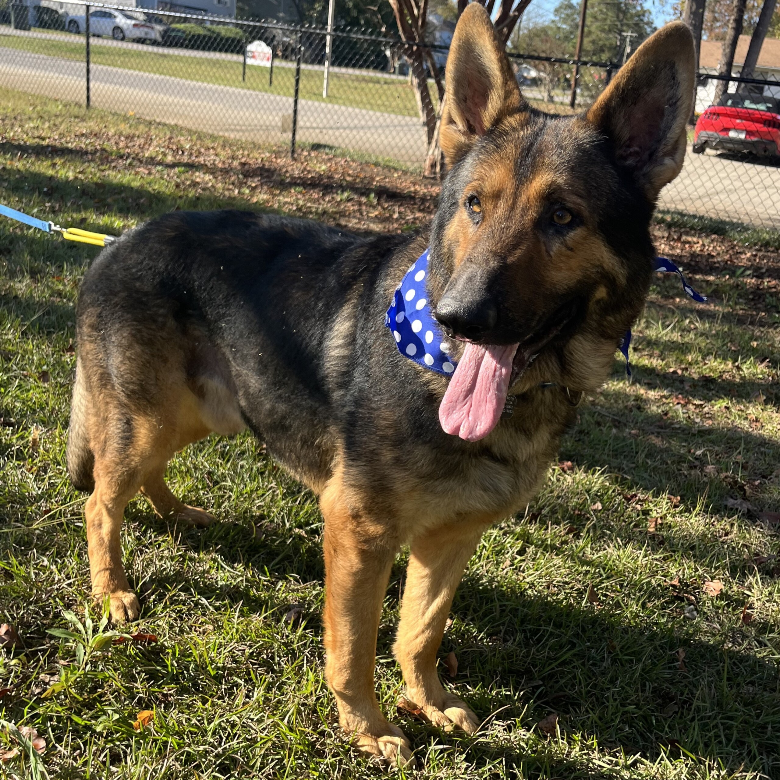 SLADE - ABC Columbia