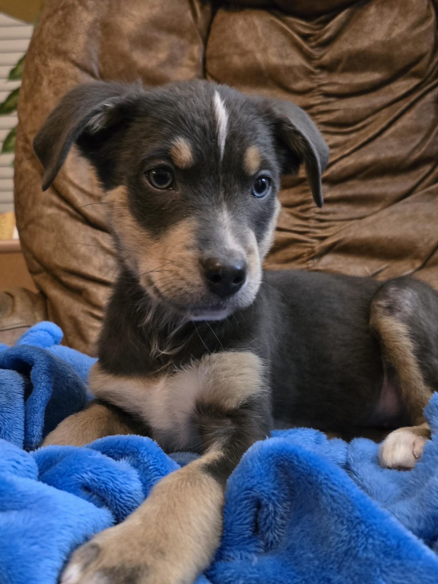 MAGGIE - ABC Columbia