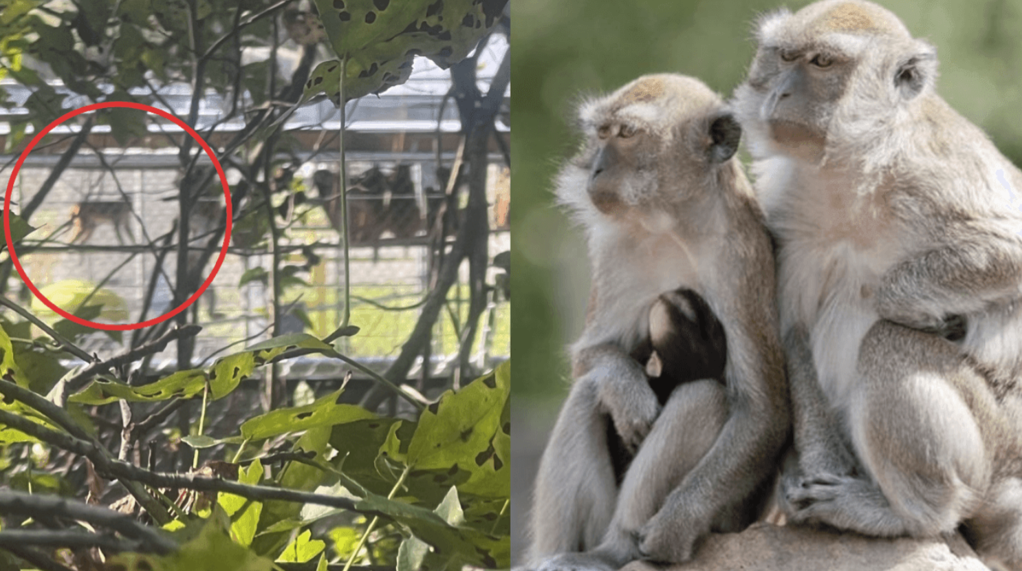 Alpha Genesis Primate Research Center - ABC Columbia