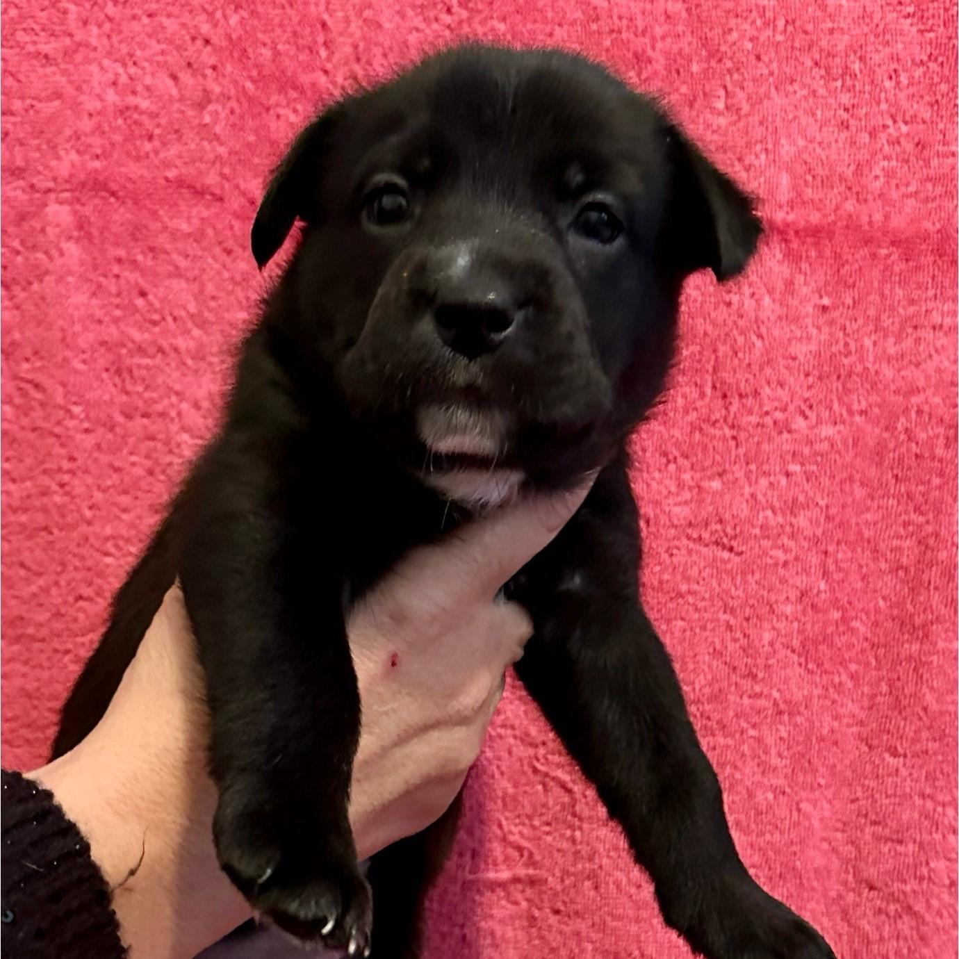 TANZIE - ABC Columbia