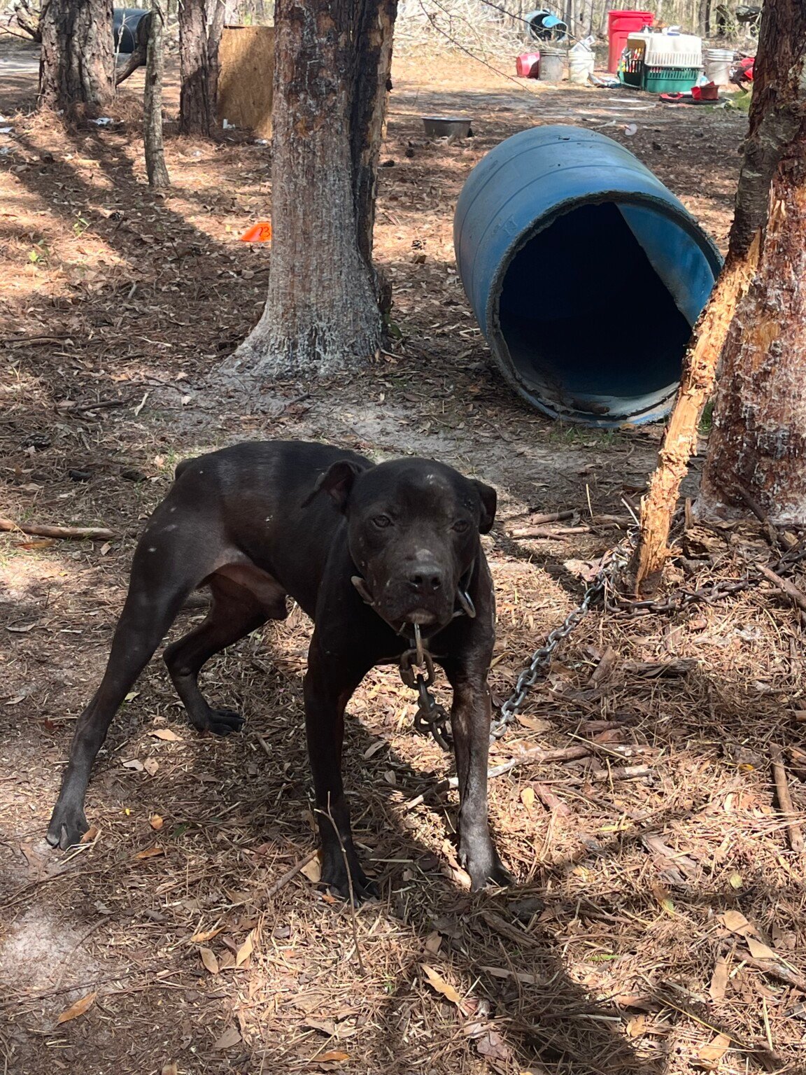 Sumter - ABC Columbia