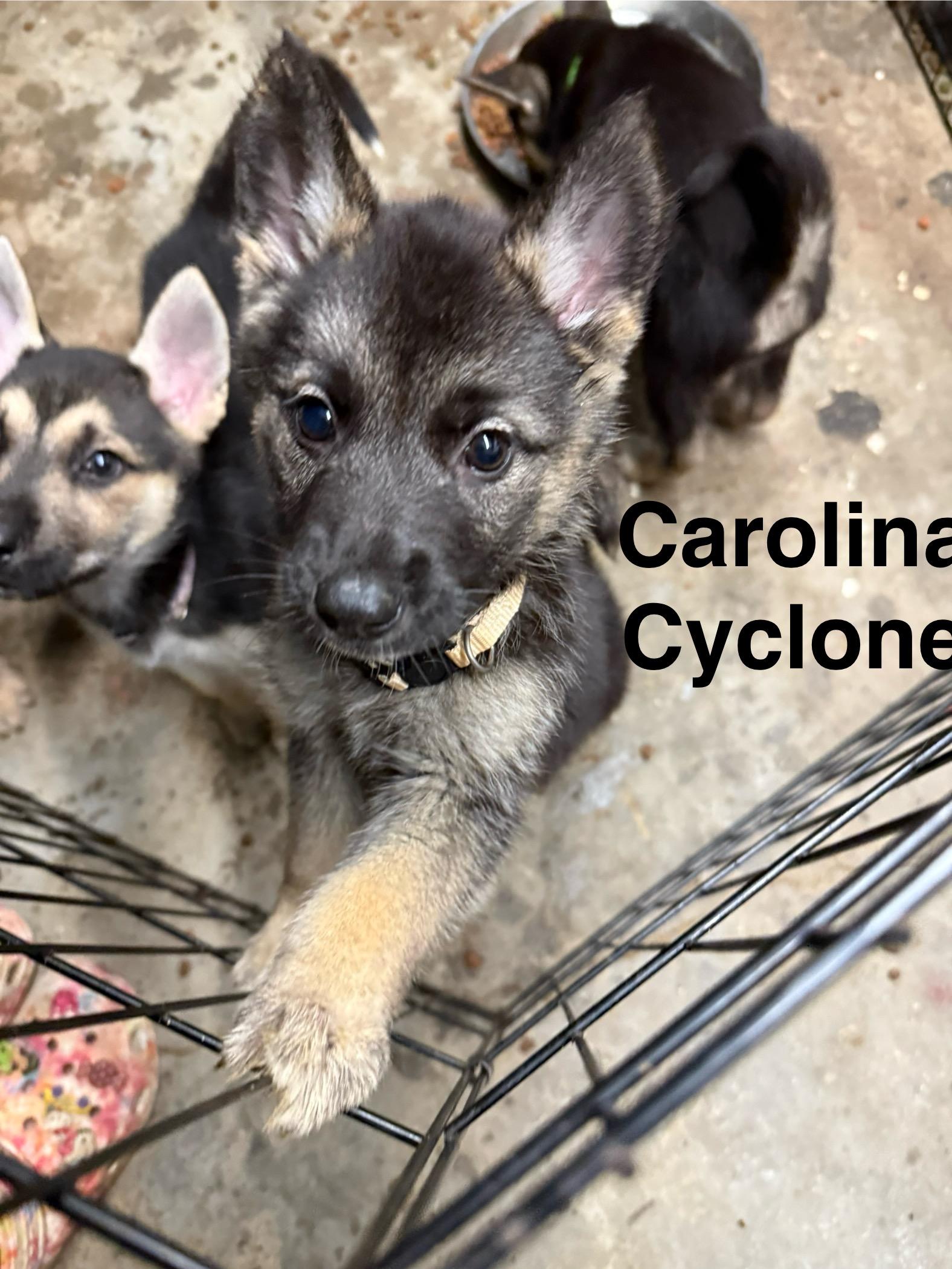 CAROLINA CYCLONE - ABC Columbia
