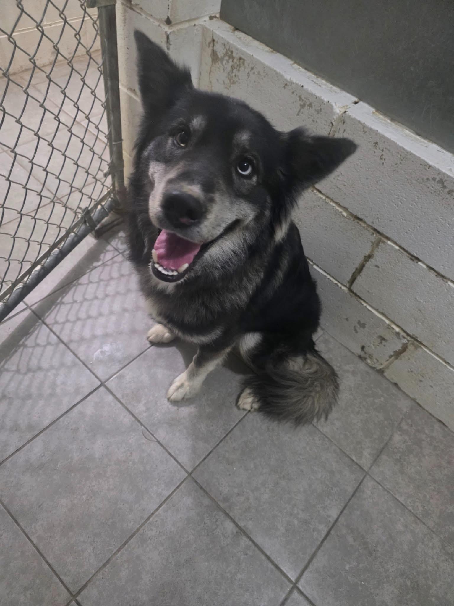 SHADOW - ABC Columbia