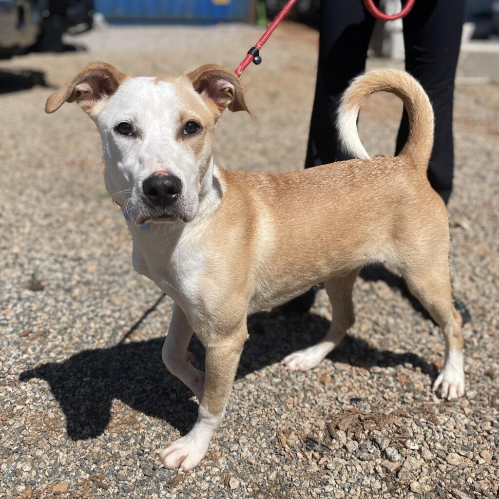 BUFFALO BILL - ABC Columbia