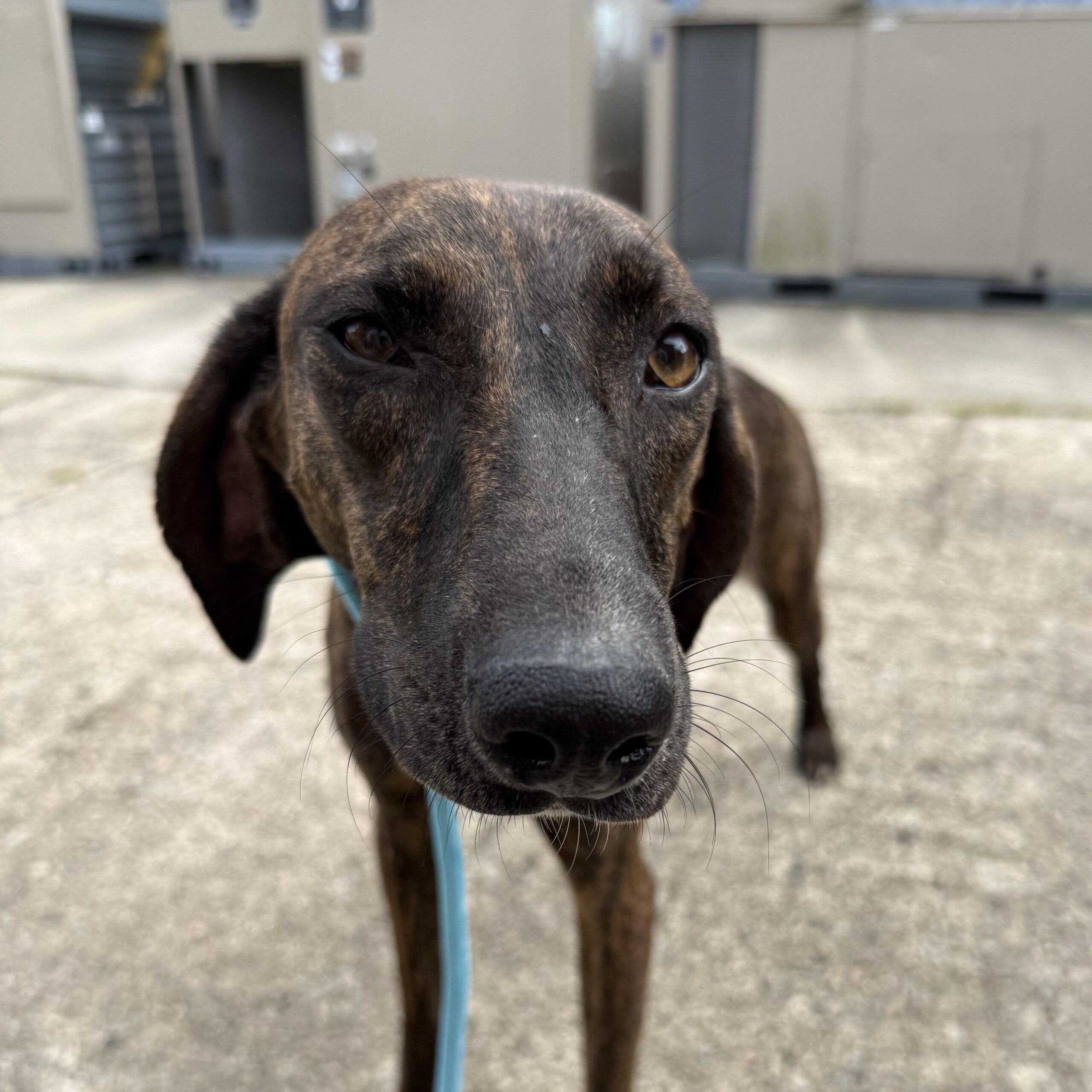 EMILY - ABC Columbia