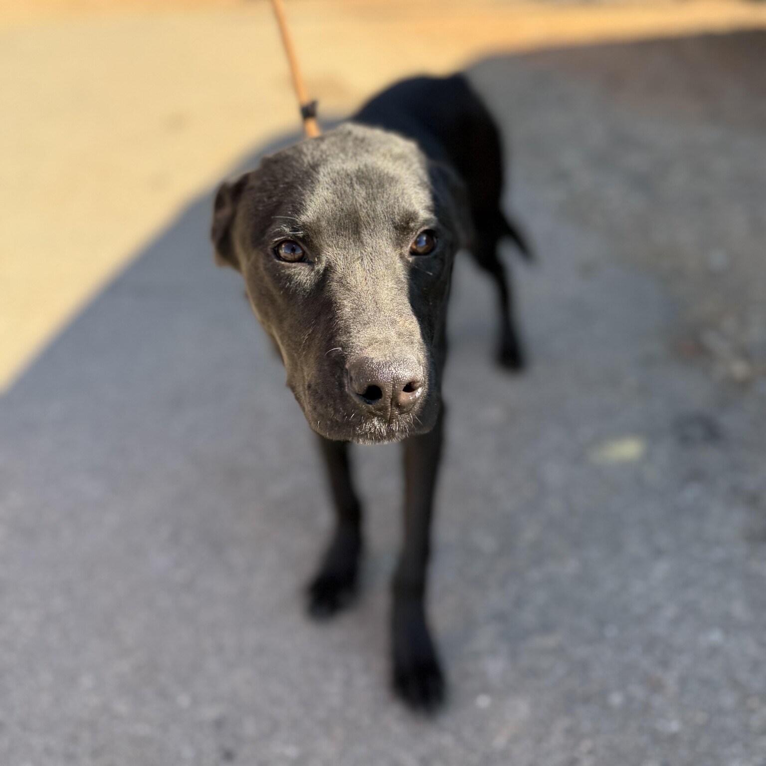 CARNE ASADA - ABC Columbia