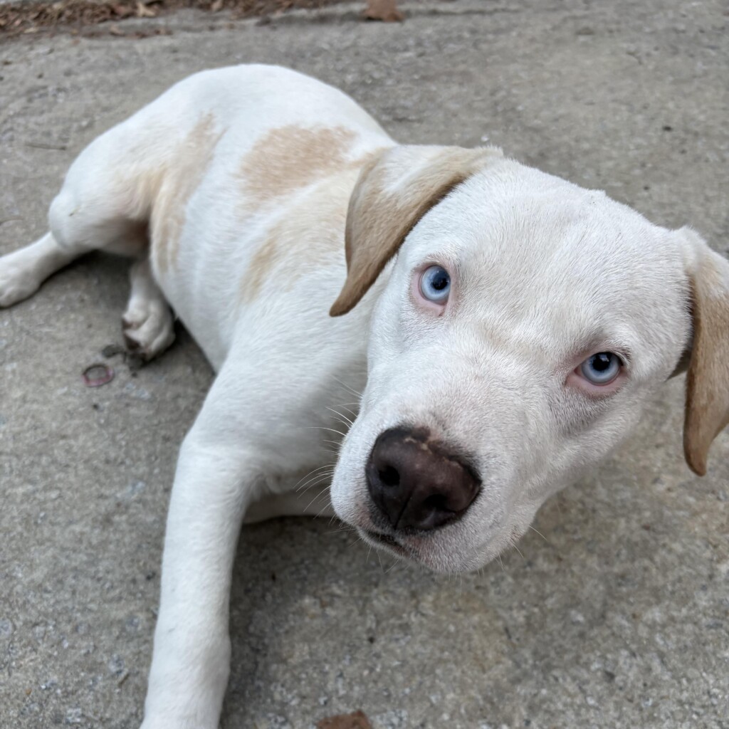 ASPEN - ABC Columbia